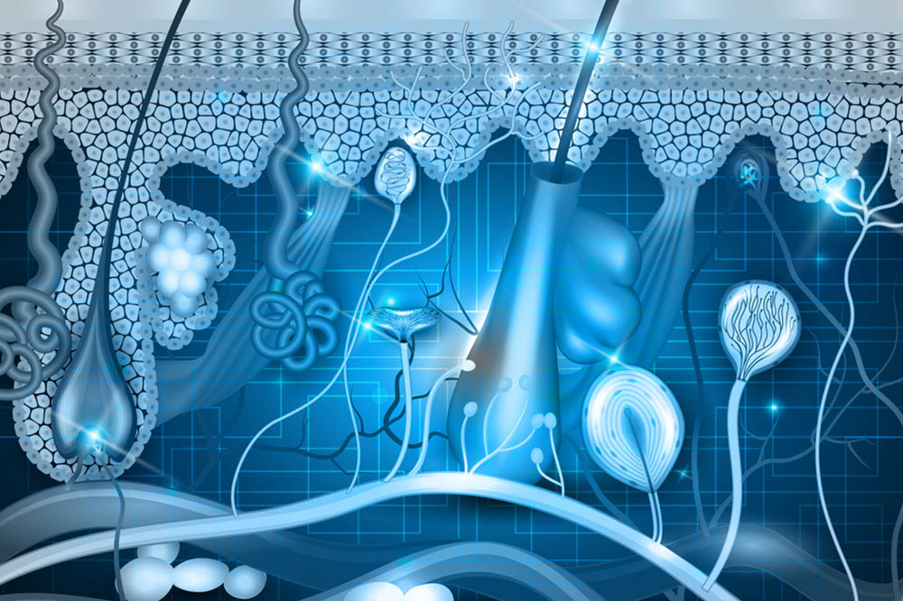 Anatomía del pelo. Parte 1: Estructura interna y subcutánea del cabello ...